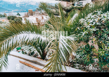 Leavs of palm trees covered with snow Stock Photo - Alamy