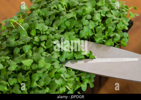 Cutting cress with a pair of scissors Stock Photo - Alamy