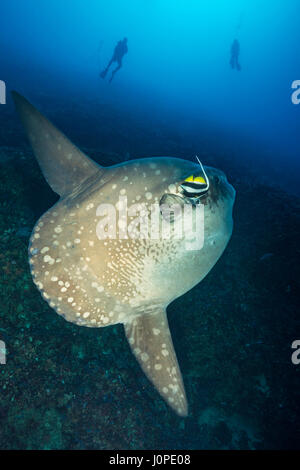 The ocean sunfish or common mola (Mola mola) is one of the two heaviest ...