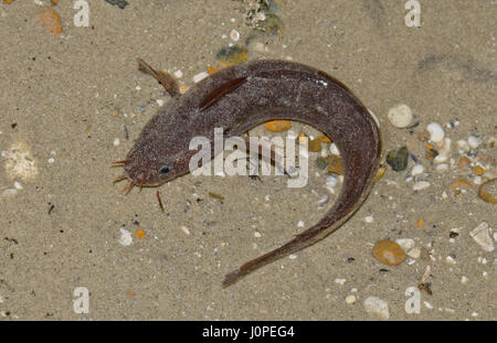 Five bearded Rockling (Ciliata mustela), drawing Stock Photo - Alamy