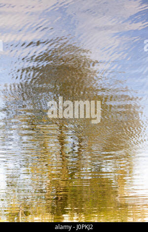 abstract image of tree with water reflection, blurred background and ...