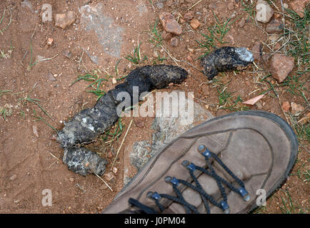 Mountain lion scat near Kentucky Camp in the Santa Rita Mountains ...