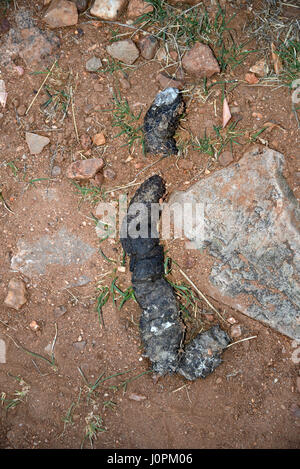 mountain lion feces Stock Photo - Alamy