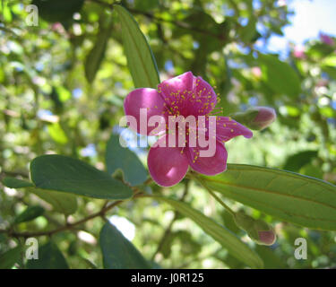 Rhodomyrtus tomentosa rose myrtle Myrtaceae an invasive shrub in Kauai ...