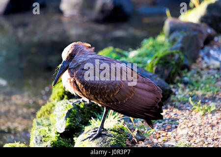 A large wild Hammerkop - Scopus umbretta Stock Photo - Alamy