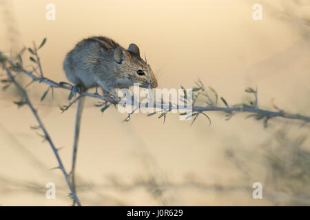 Tree Mouse Stock Photo: 138192631 - Alamy