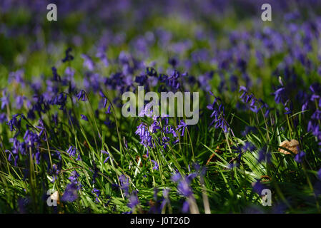 Finchampstead, UK. 16, April. 2017. Easter Bluebells in full bloom ...