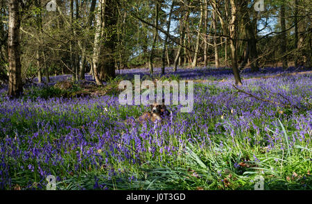Forest walk - Finchampstead Ridges Stock Photo - Alamy
