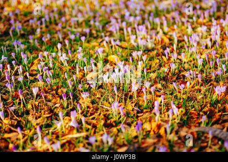 Many crocuses in dry autumn leaves. A field of crocuses in yellow ...