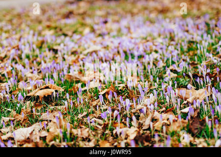 Many crocuses in dry autumn leaves. A field of crocuses in yellow ...