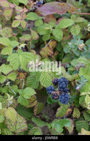 Dewberry (Rubus caesius), Rosaceae Stock Photo - Alamy