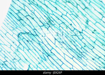 Onion cells under the microscope Stock Photo - Alamy