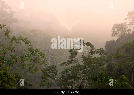 Amazon rainforest in the mist, Yasuni national park, Ecuador Stock ...