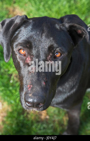 Black dog with fungal infection on face Stock Photo - Alamy