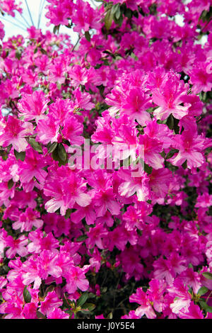 Pink azalea flowers in full bloom with green leaves on the bush. A ...