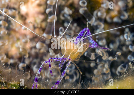 Ancylomenes pedersoni,Pederson's shrimp, is a species of cleaner shrimp ...