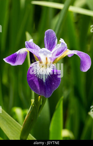 Garden garden edged with flowers blue flowers Stock Photo - Alamy