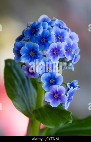 Myosotidium hortensia: Chatham Island forget-me-not., circa 1885, New ...