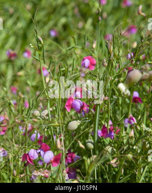 Lathyrus clymenum, also called Spanish vetchling, two-toned flowers ...