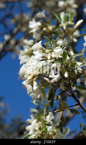 Cytisus proliferus, tree lucerne, Tagasaste, shrubs in flower with tiny ...