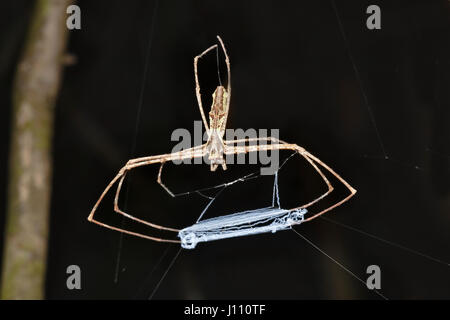 Net-throwing Spider, or Ogre-faced Spider, Dinopsis sp., with net ...