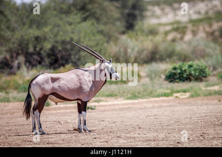 Side profile of a Gemsbok in the Kgalagadi Transfrontier Park, South ...