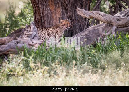 Cheetah starring from under a tree in the Kgalagadi Transfrontier Park ...