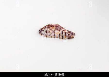 Beautiful sea shell Arca zebra on a white background Stock Photo - Alamy
