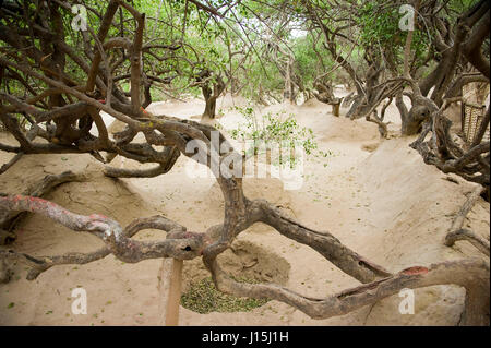 Tree in nidhivan, vrindavan, uttar pradesh, india, asia Stock Photo - Alamy