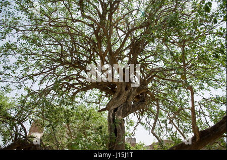 Tree in nidhivan, vrindavan, uttar pradesh, india, asia Stock Photo - Alamy