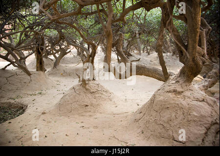 Tree in nidhivan, vrindavan, uttar pradesh, india, asia Stock Photo - Alamy