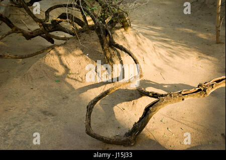 Tree in nidhivan, vrindavan, uttar pradesh, india, asia Stock Photo - Alamy