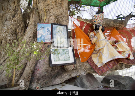 Kadamba tree in vrindavan, uttar pradesh, india, asia Stock Photo - Alamy