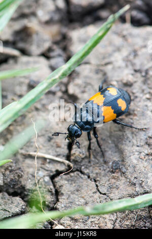 The burying beetle is an insect species known for its behavior of ...
