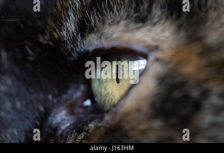 Cat Eye Macro. A close up of a cat's eye showing the vertical pupil and ...