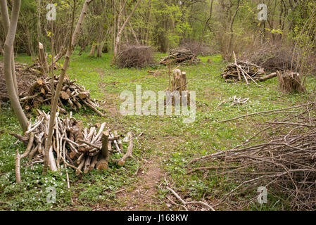 Coppicing English Woodland Stock Photo - Alamy