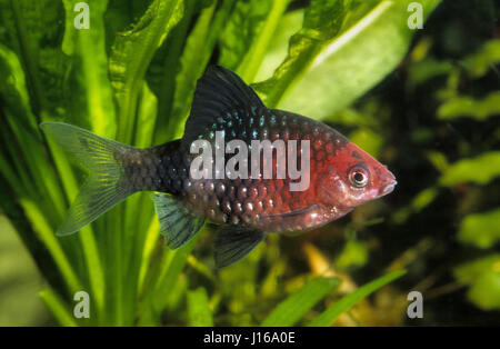 Black Ruby Barb Stock Photo - Alamy