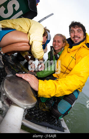 SOUTH FLORIDA, USA: Dr. Austin Gallagher celebrating a rare wildlife ...