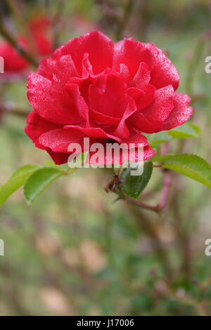 morning dew on rose bush leaf Stock Photo - Alamy