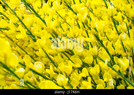 Yellow flowers. Common broom shrub (Cytisus scoparius) covered in small ...