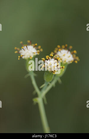 Flower Senecio articulatus - Candle Plant. Asteraceae baculellum ...