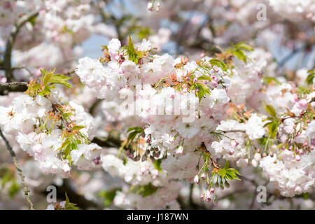 Prunus shogetsu. Japanese flowering cherry blossom at RHS Wisley Stock ...