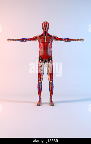 Human Complete Internal Organs Anatomy Stock Photo - Alamy