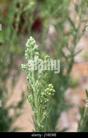 Conyza bonariensis fleabane, hairy horseweed, flax-leaf fleabane, wavy ...