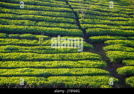 Tea plantations, Vagamon, Kerala, India, Asia Stock Photo - Alamy