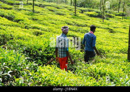 Tea plantation on hill, vagamon, kerala, india, asia Stock Photo - Alamy