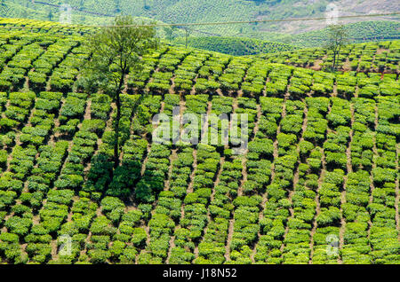 Tea plantations, Vagamon, Kerala, India, Asia Stock Photo - Alamy