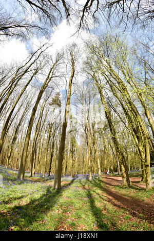 8mm Fisheye view of a ancient bluebell woods in Hampshire Stock Photo ...