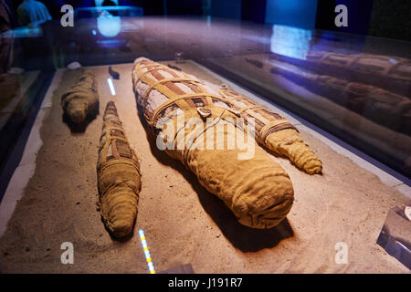 crocodile mummies in museum of Kom Ombo, Egypt, Africa Stock Photo - Alamy