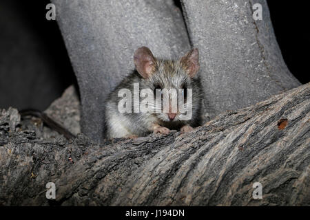 Acacia rat (Thallomys paedulcus: Muridae) foraging in its acacia tree ...